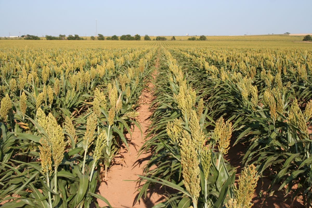 USDA's World Agricultural Outlook Board says Chinese demand for grain ...