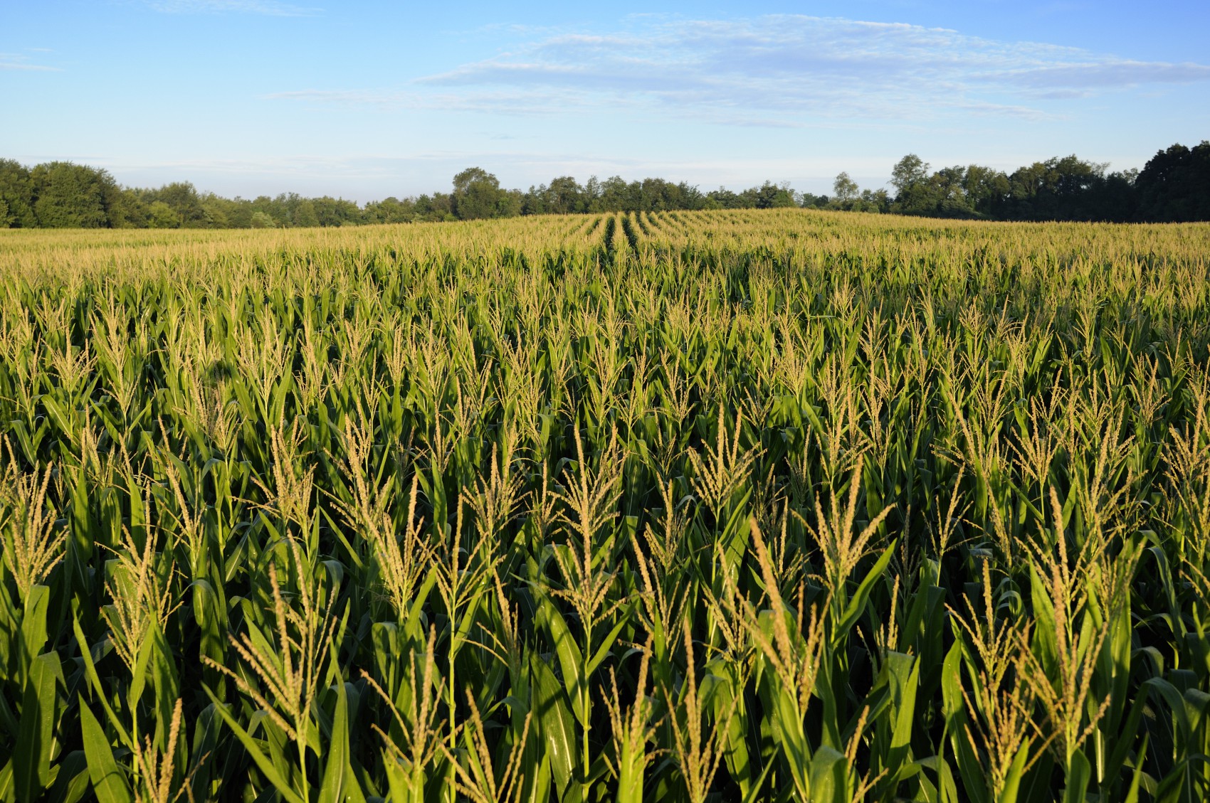 Reaping advantages from effective weed control