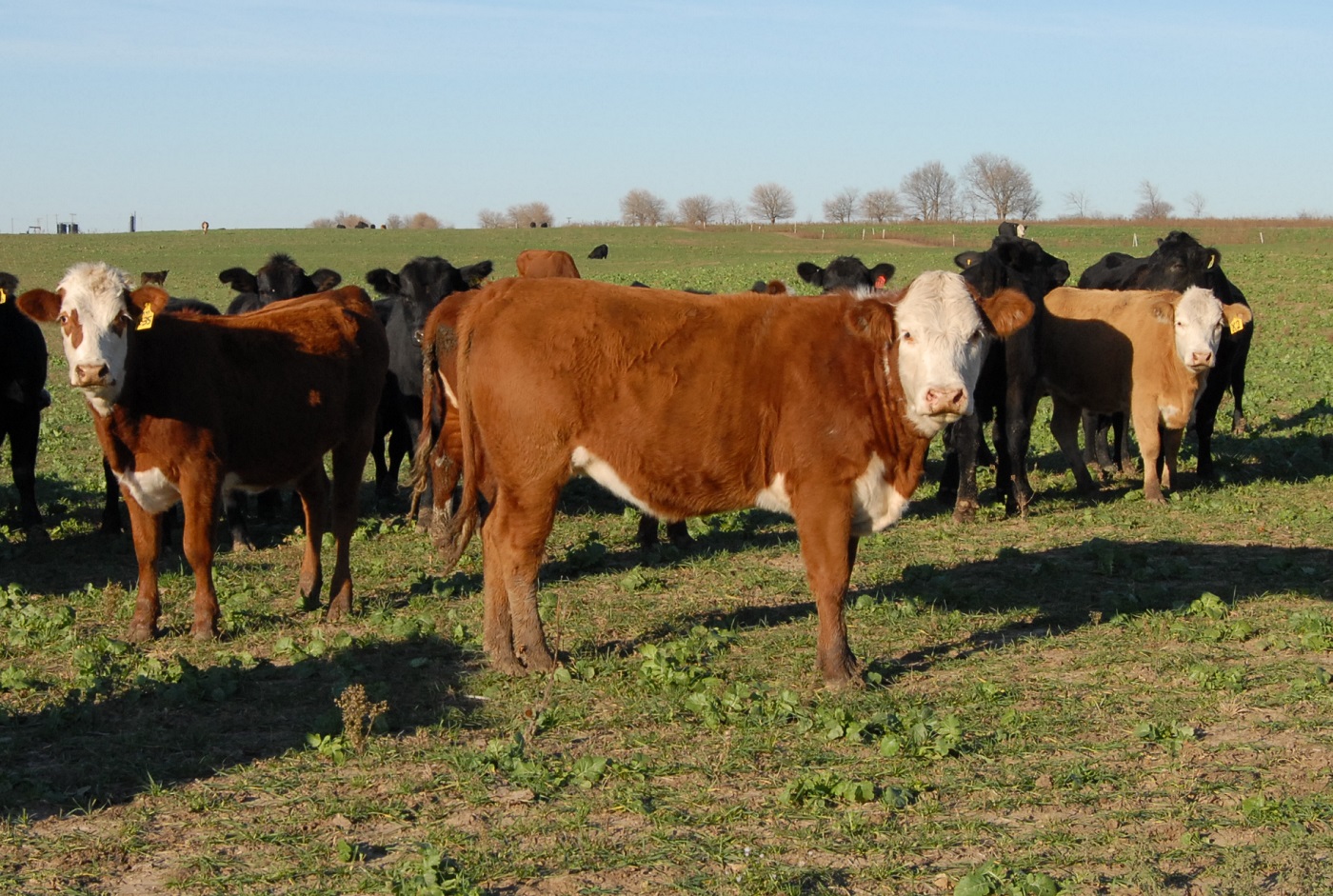 Cheap cows, poor soil and low finance