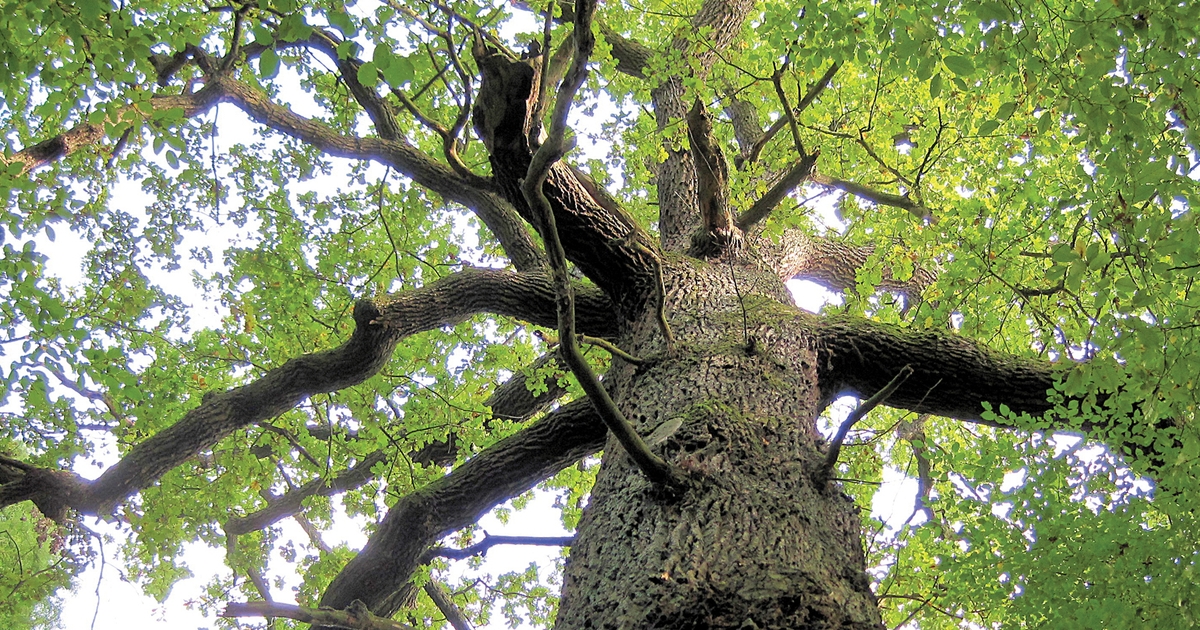 Enter Michigan’s Big Tree Hunt Contest