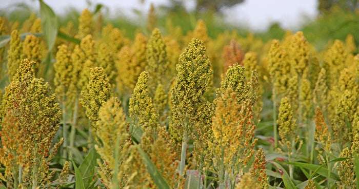 National sorghum yield contest under way | Farm Progress