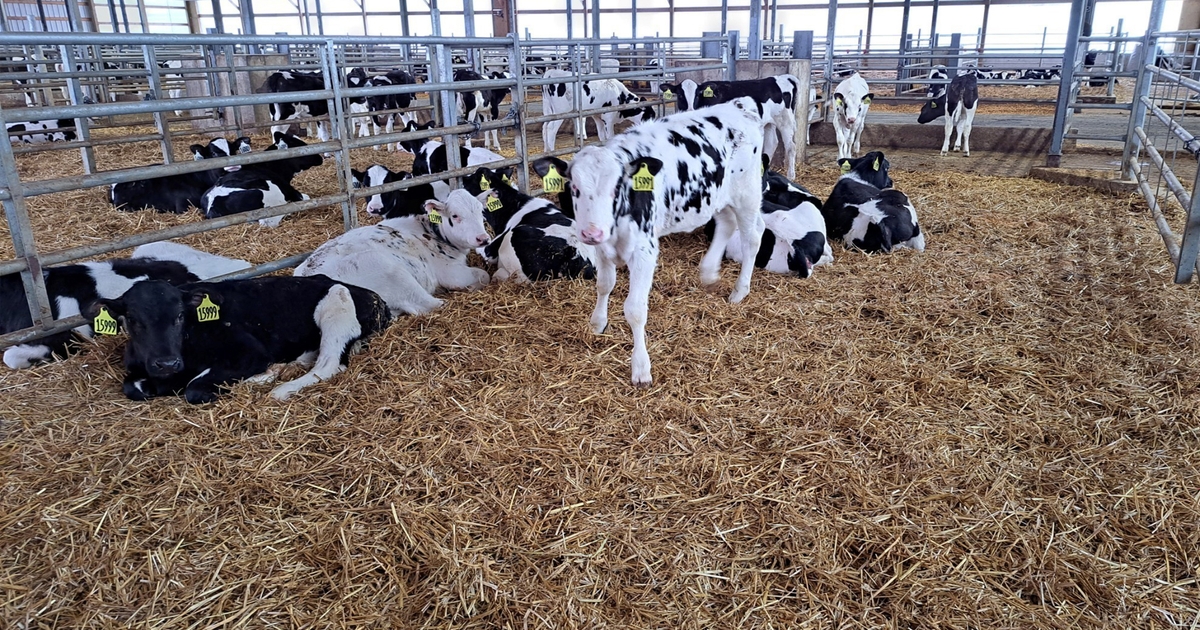 Smart Calf Rearing Conference to share innovative management practices
