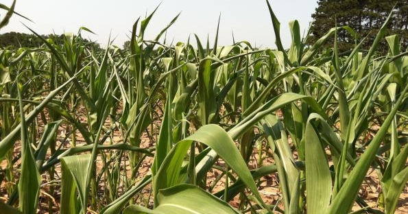 Nutrient Removal With Drought-Stressed Corn
