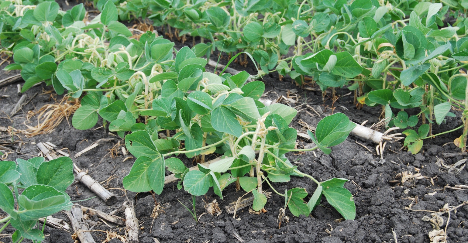 Use dicamba legally and successfully