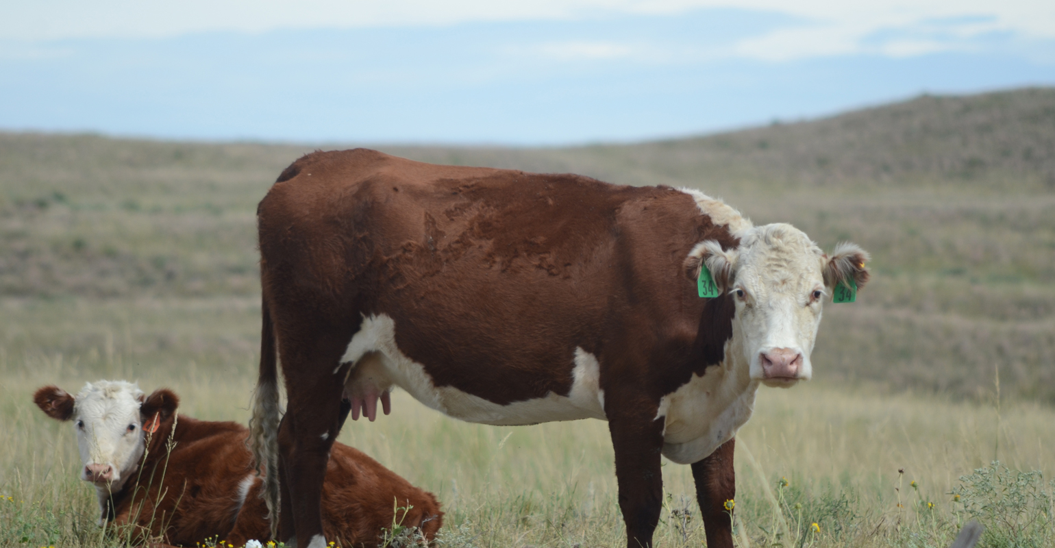 Colostrum management critical for newborn calves