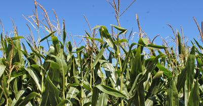 Mycogen offers 8 new corn hybrids for Upper Midwest in 2017