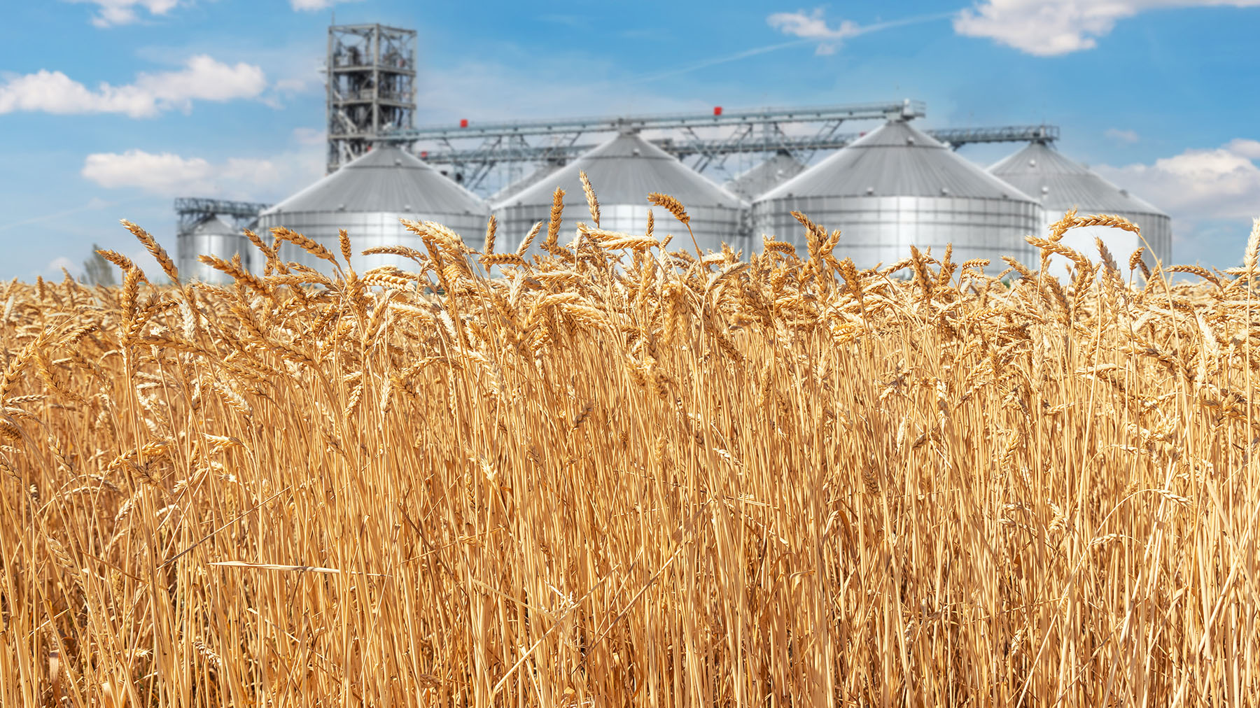 Will spring wheat acreage hit historic lows?