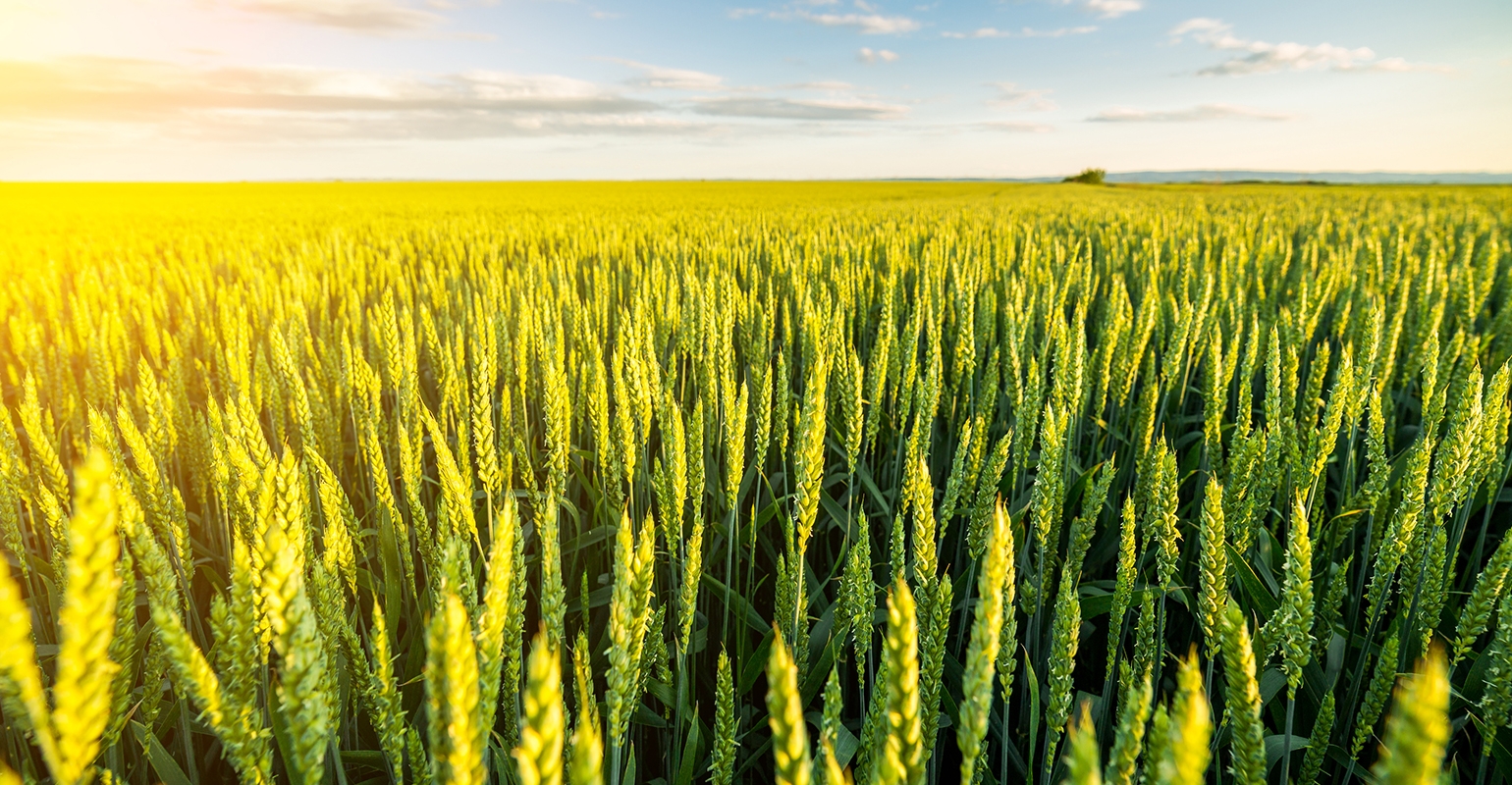 Spring Wheat Varieties