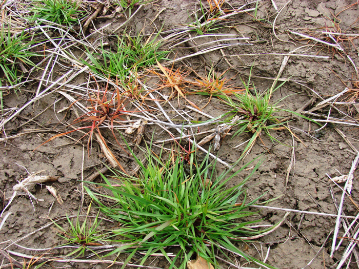 How to manage glyphosate-resistant Italian ryegrass | Farm Progress