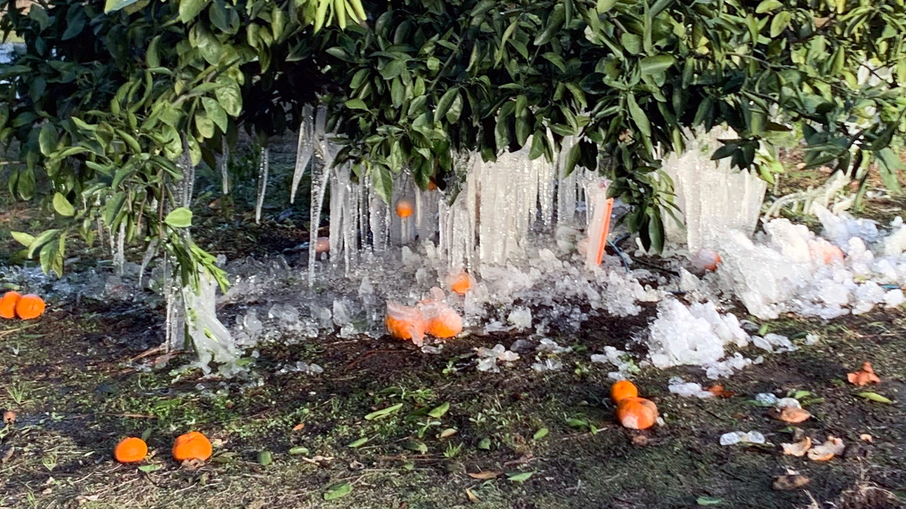 Deep freeze and growth test budding citrus industry