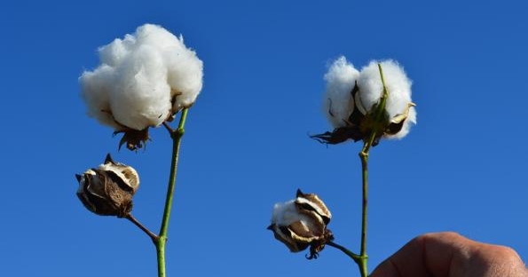 Here are images of bacterial blight on cotton | Farm Progress