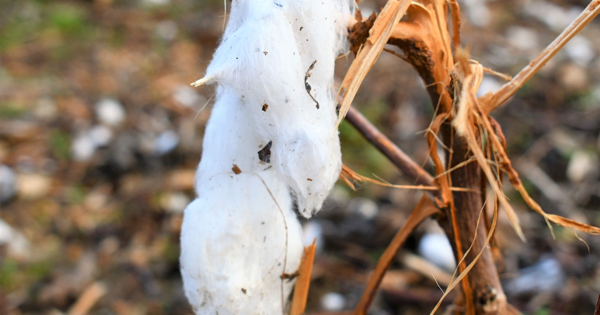 Mississippi cotton update and cottonseed selection for 2021