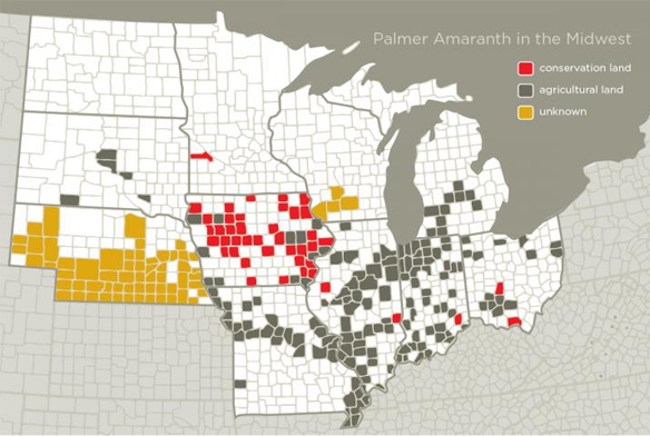 Palmer amaranth seed found in pollinator habitat seed