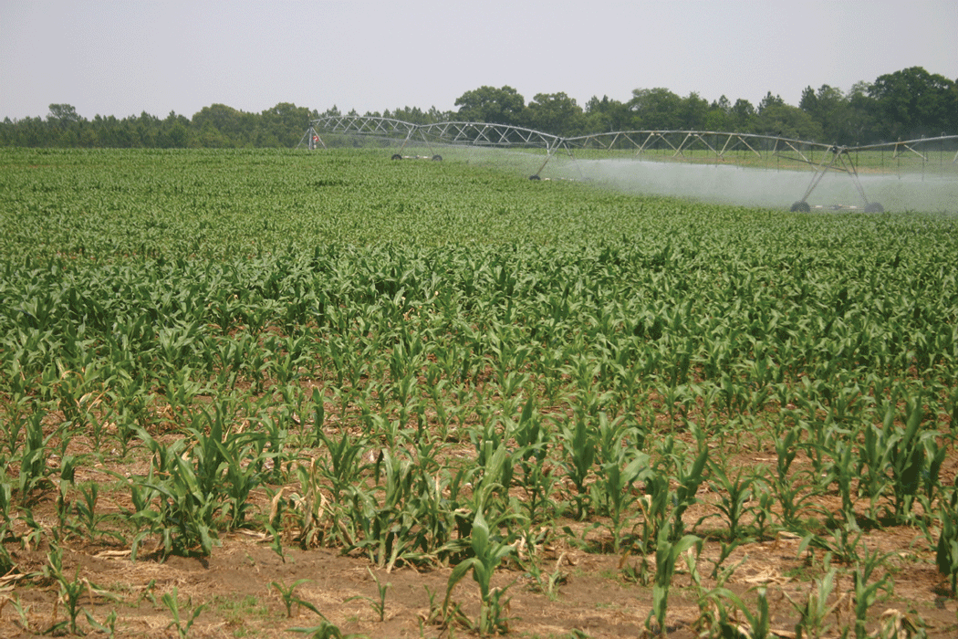 Buying corn seed becoming expensive, complicated process | Farm Progress