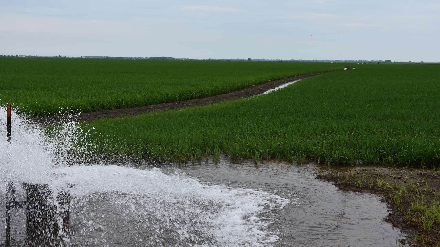 Golden era of rice irrigation has arrived