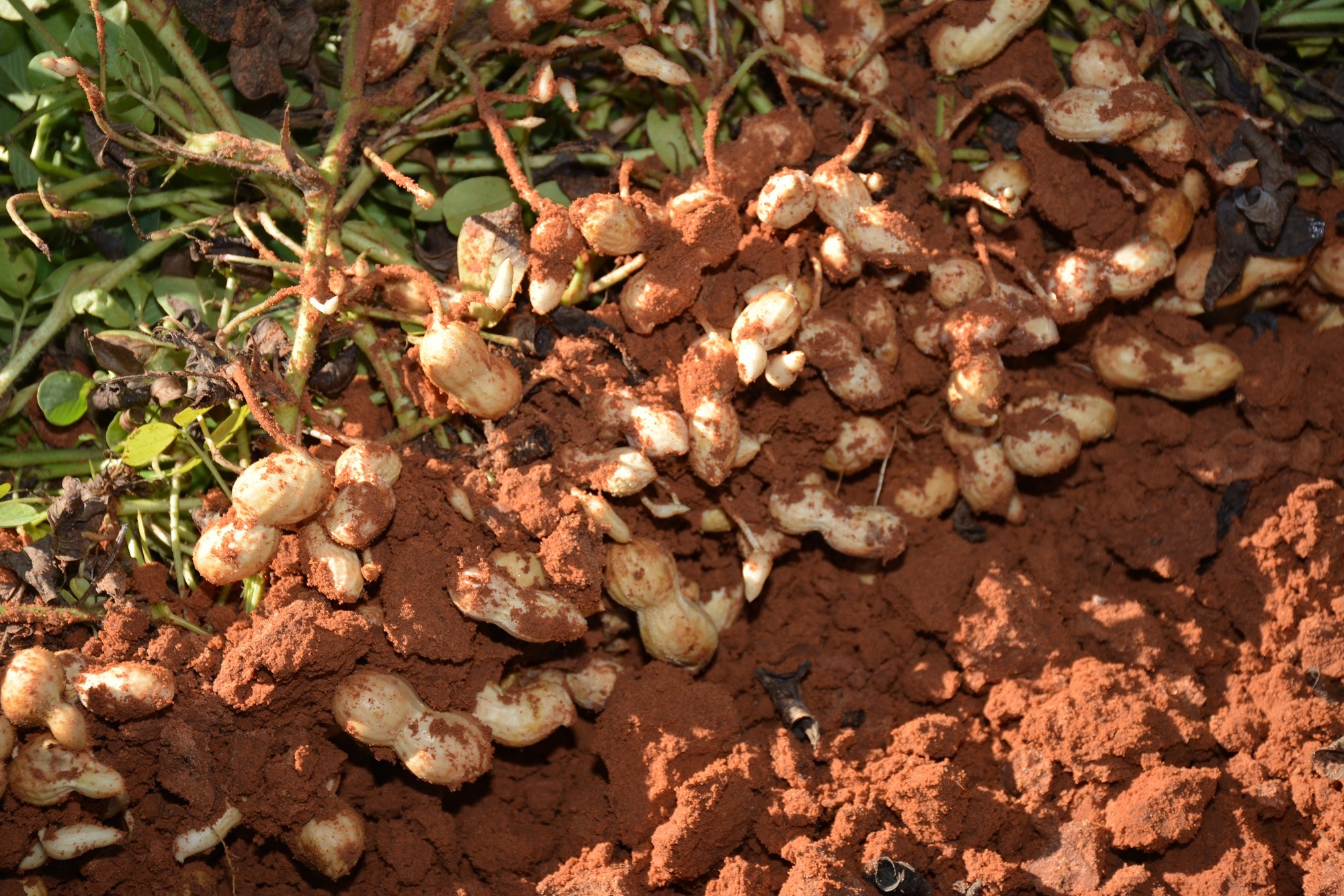 Old ways of 'companion' cropping can improve production for vegeta