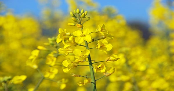 Herbicides control volunteer canola | Farm Progress