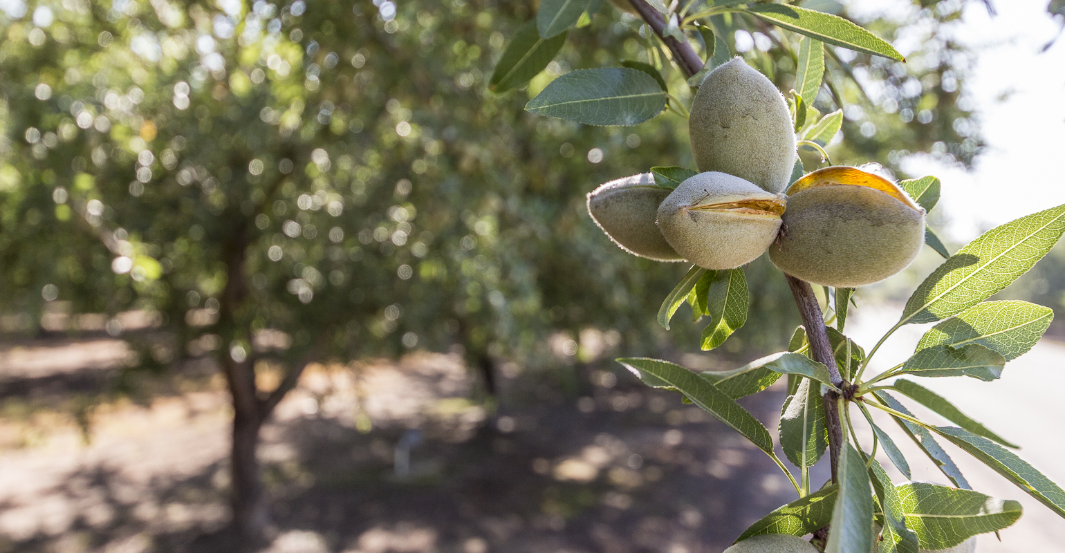 Brown marmorated stink bug