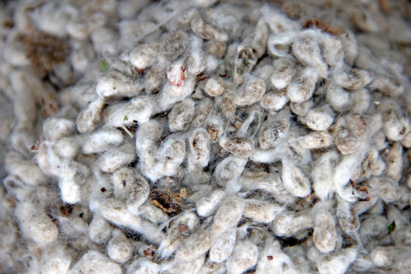 Seed technology looks for moisture sensor breakthrough | Farm Progress