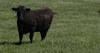 Register Now For Livestock Producer Grazing Conference