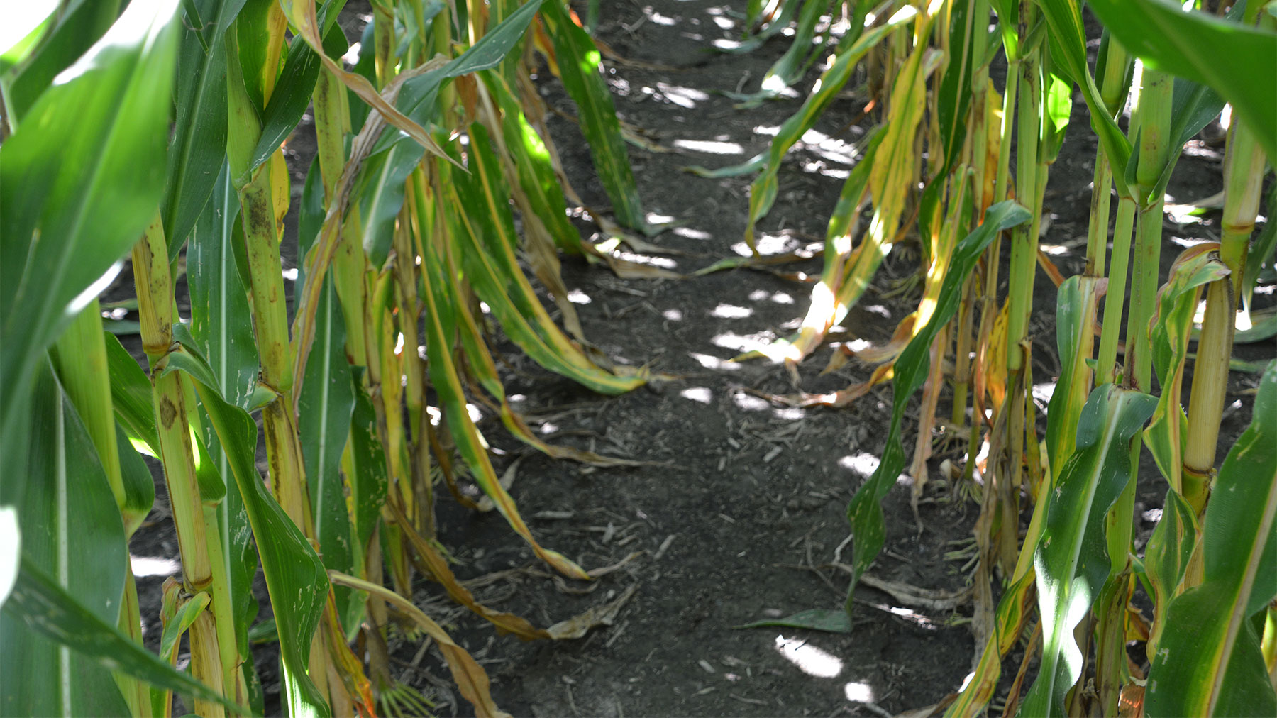 Asked and answered: Agronomists address soil fertility in corn