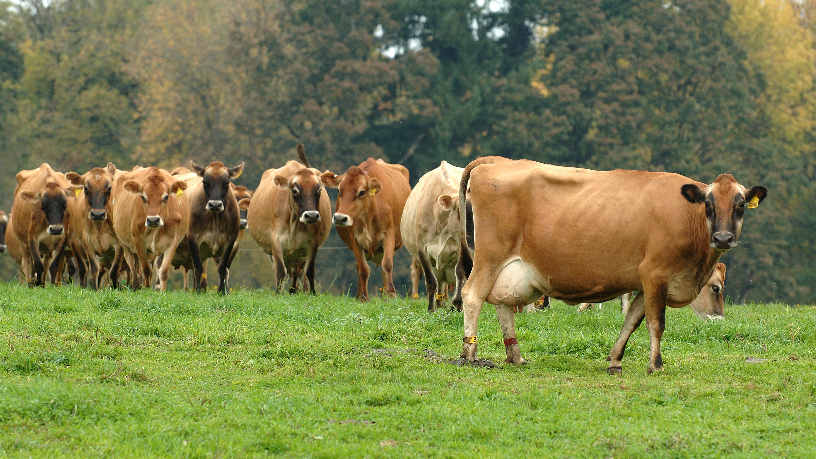 HPAI in dairy cattle causes economic concerns