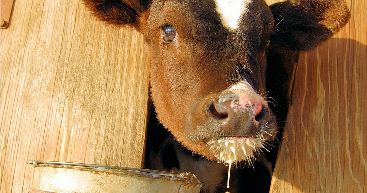 Knowing the birthing process can improve calving outcomes