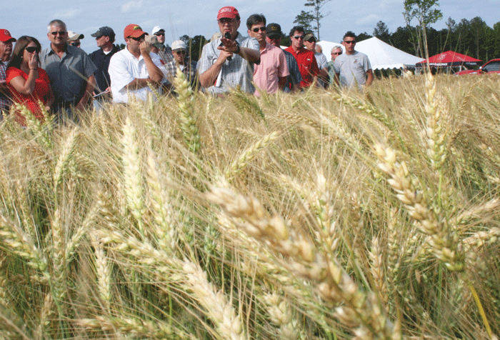 Selecting optimum wheat seeding rate no easy task | Farm Progress
