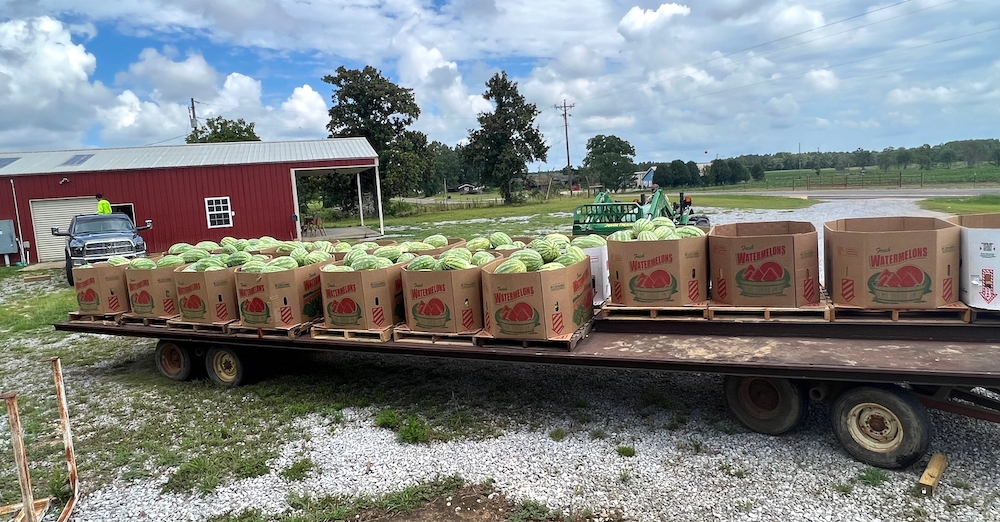 Watermelon farming: A sweet, slice of life on Mississippi farm