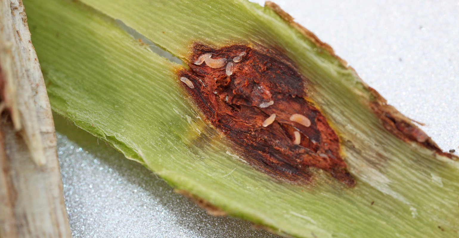 New insect threat to soybeans