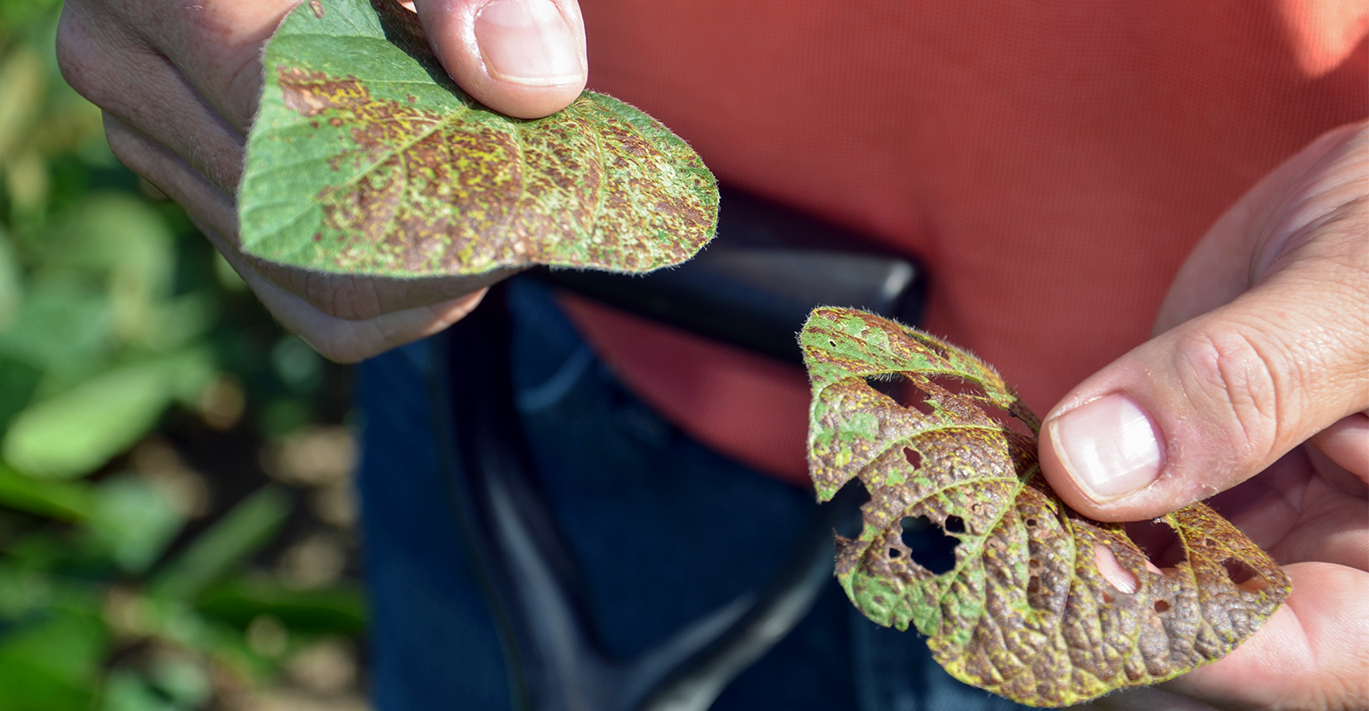 Distinguish between herbicide burn, disease