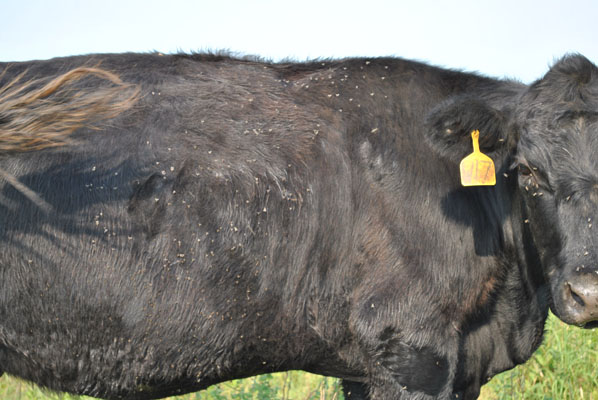 Horn fly control: dealing with insecticide resistance