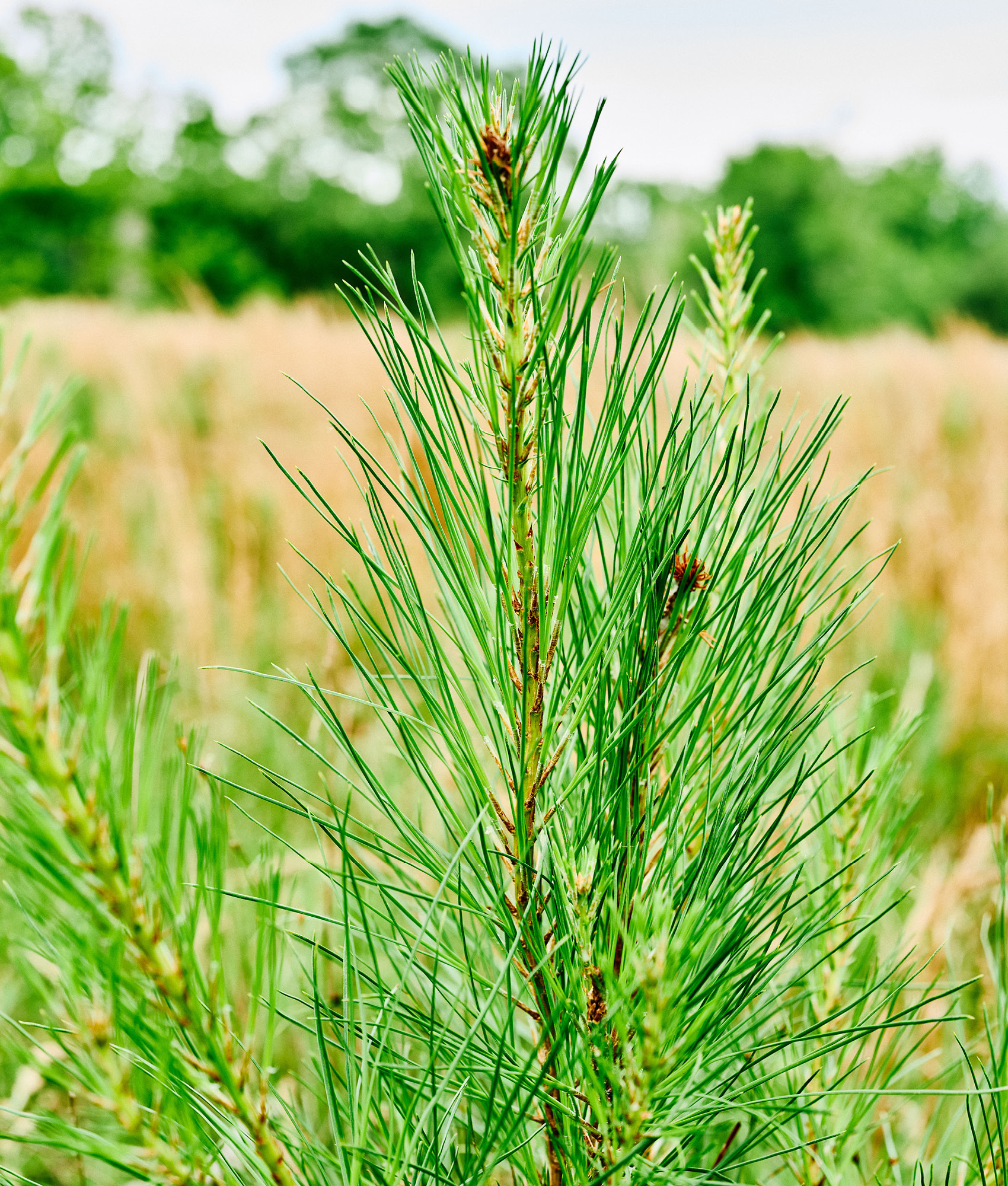 Turning Idle Acres into Reliable Income