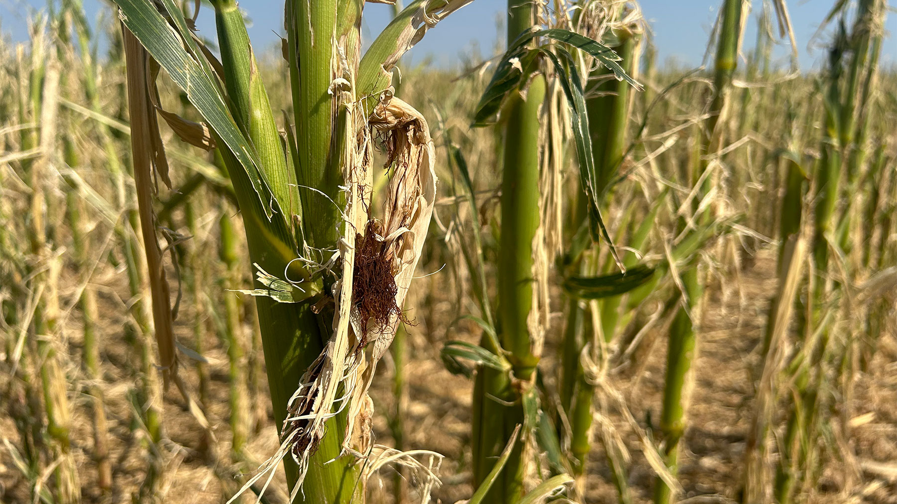 Hailed out corn — What now?