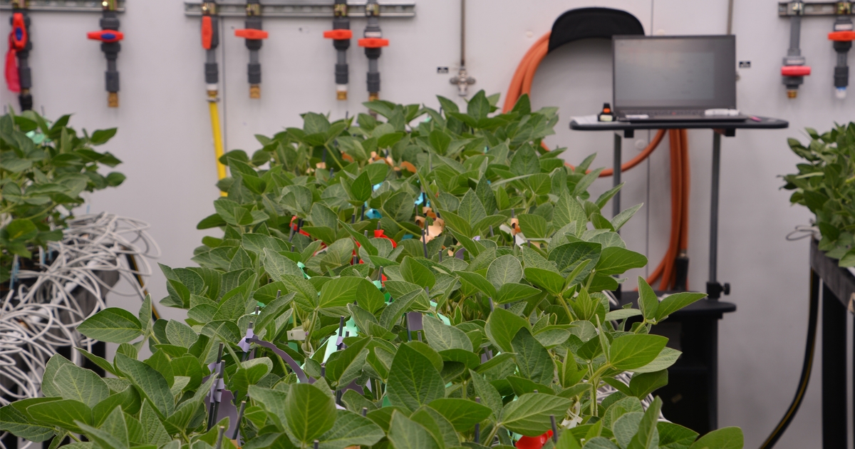 Companies focus on breeding better crops faster