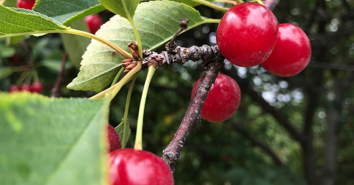Wisconsin cherries shake up success | Farm Progress