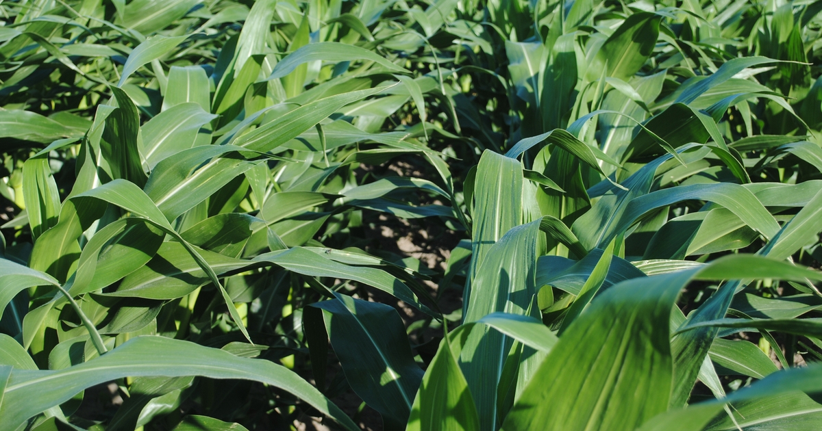Control strategies for western Corn Belt bacterial diseases