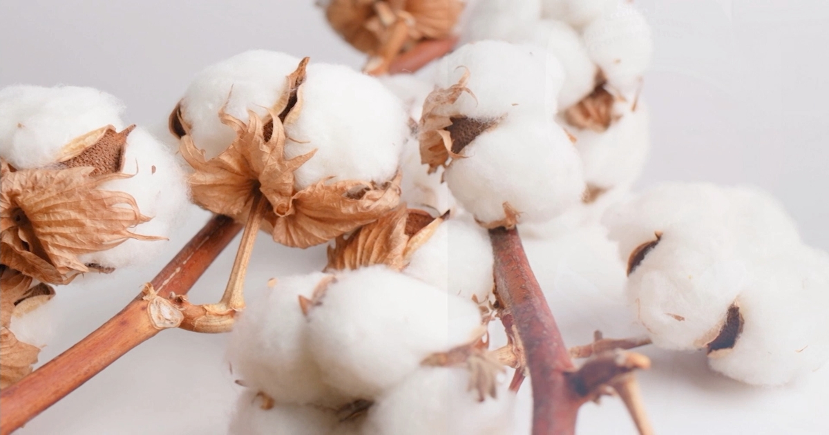 Nominate your favorite cotton grower for the High Cotton Award