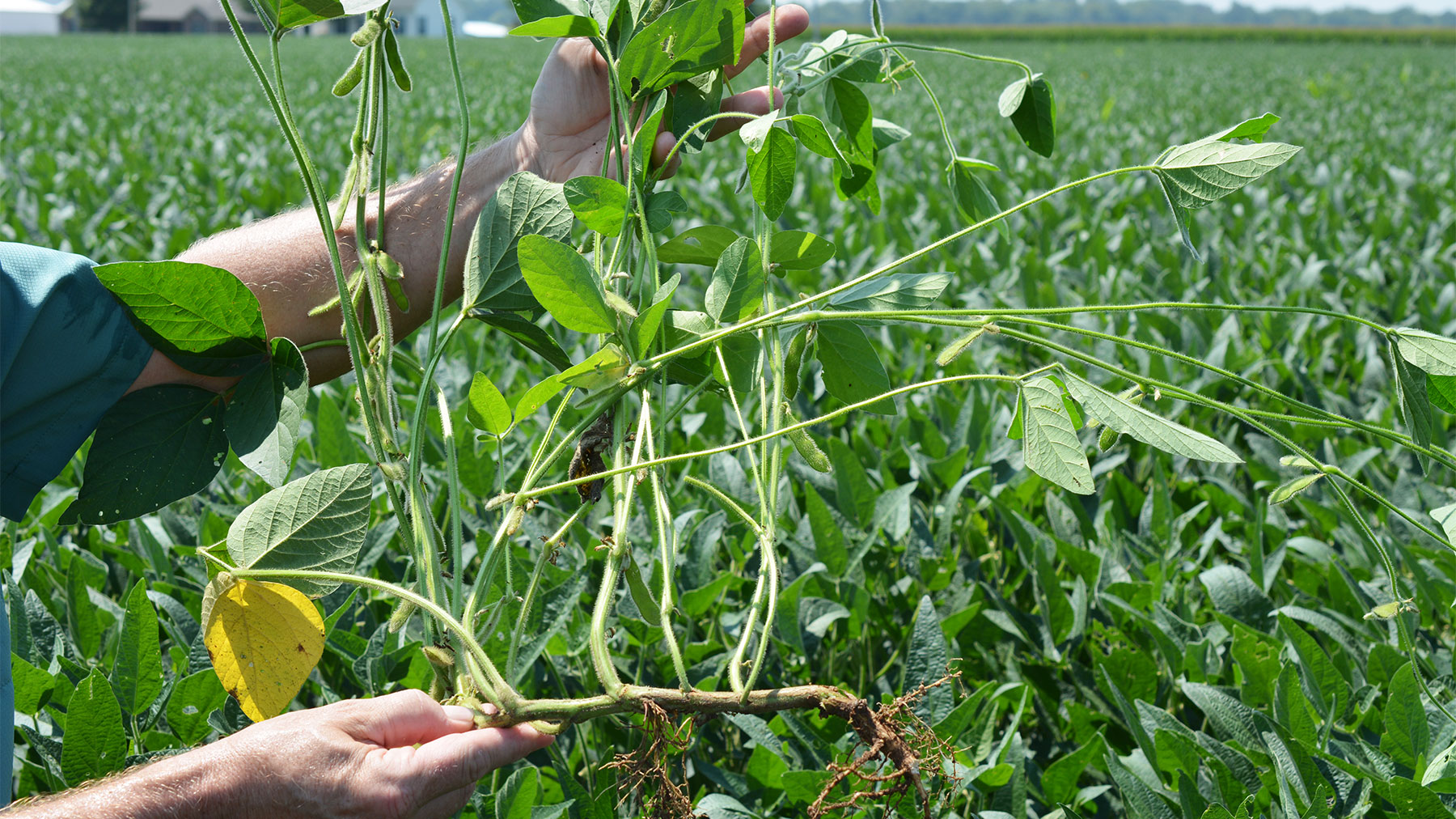 Soybeans' resilience shines through 2025 challenges