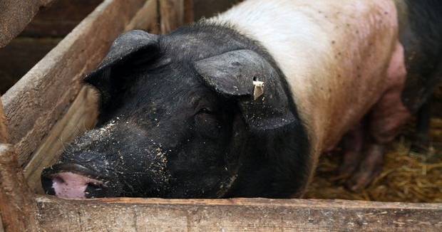 China fights African swine fever with giant swine