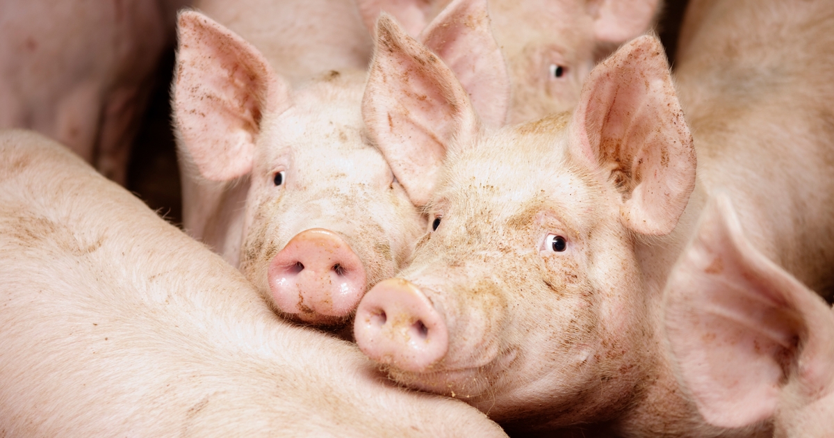 Data and sustainability in pork industry