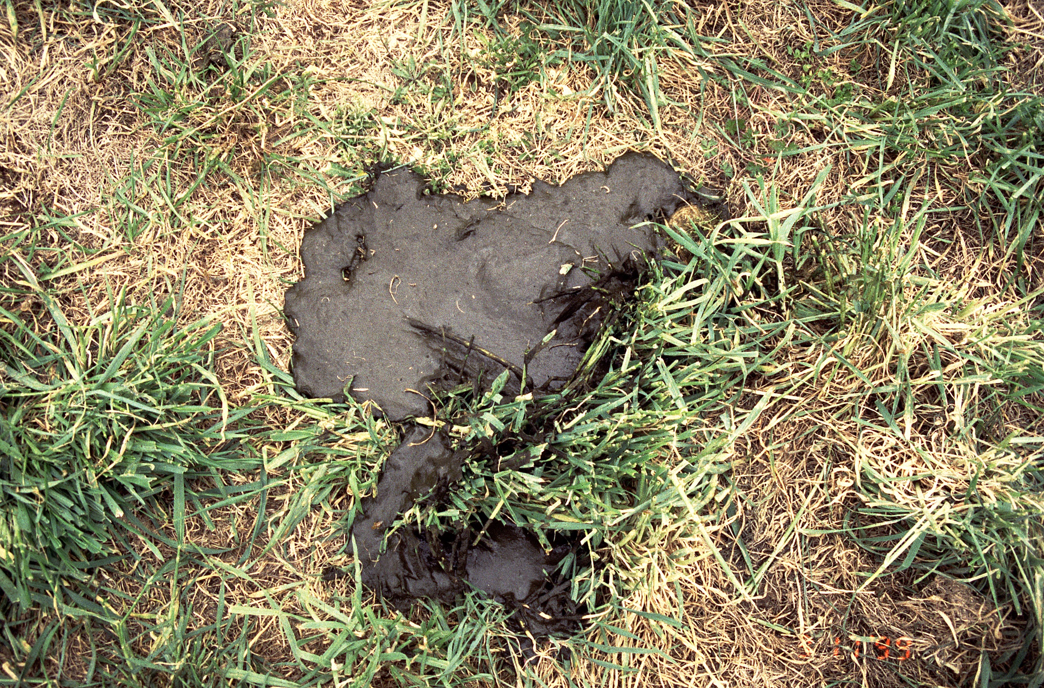 Calibrate your poo meter | Farm Progress