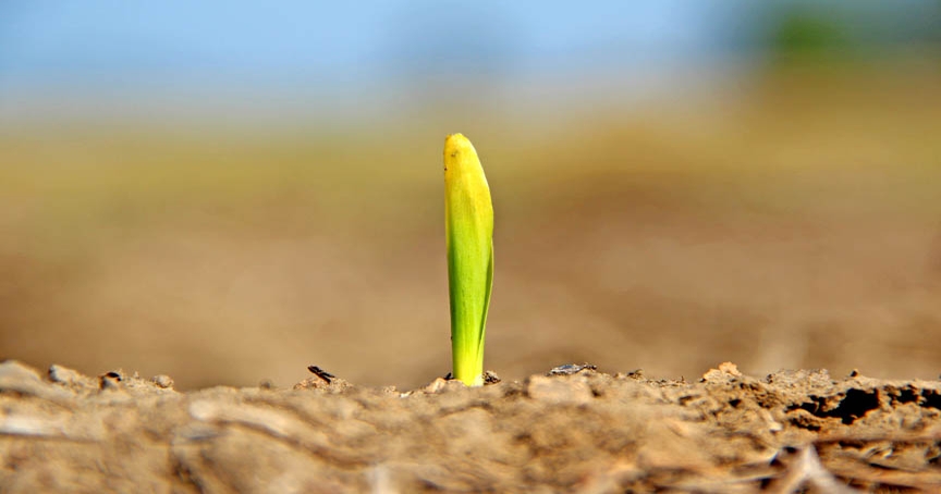 Photos: Delta corn planting kicking in despite weather | Farm Progress