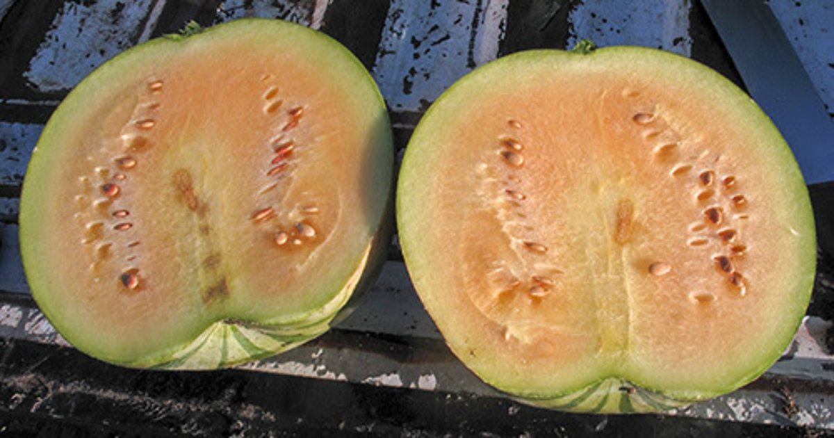 New watermelon resistant to Fusarium, southern root-knot nematode