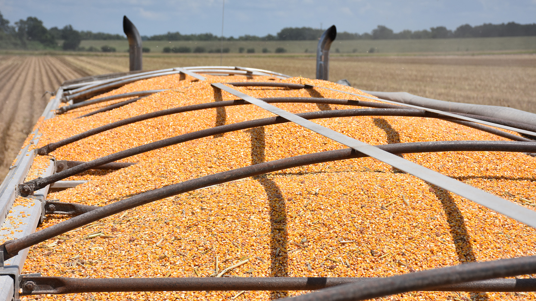 August WASDE: Corn hits record, cotton acreage drops