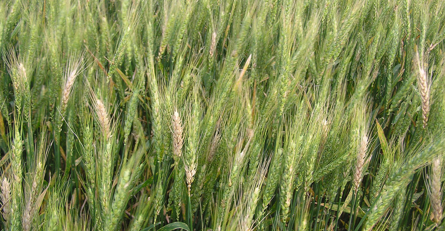 Timing fungicide application for scab in wheat