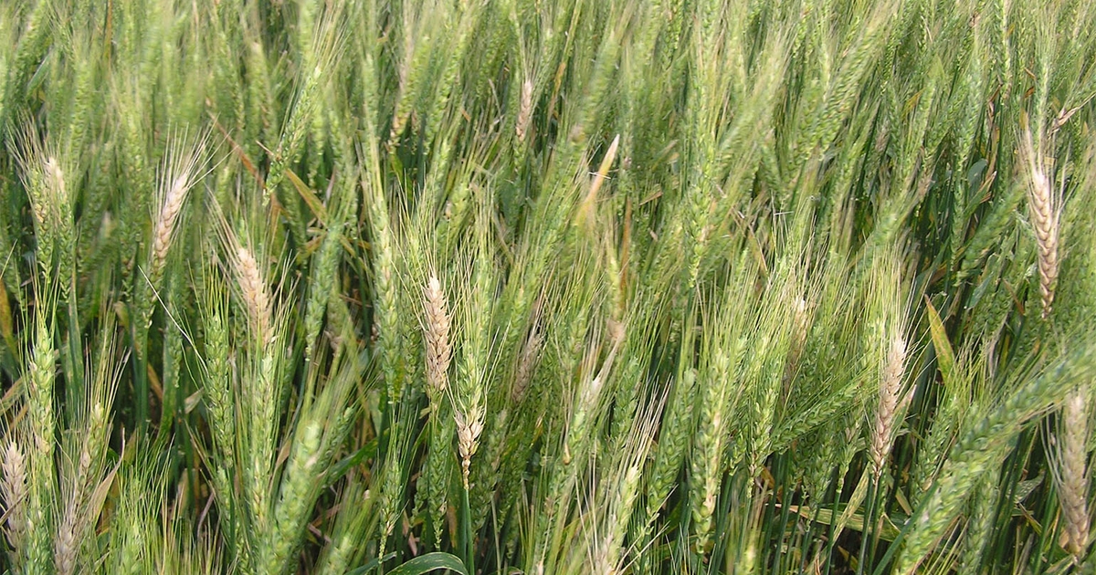 Timing fungicide application for scab in wheat