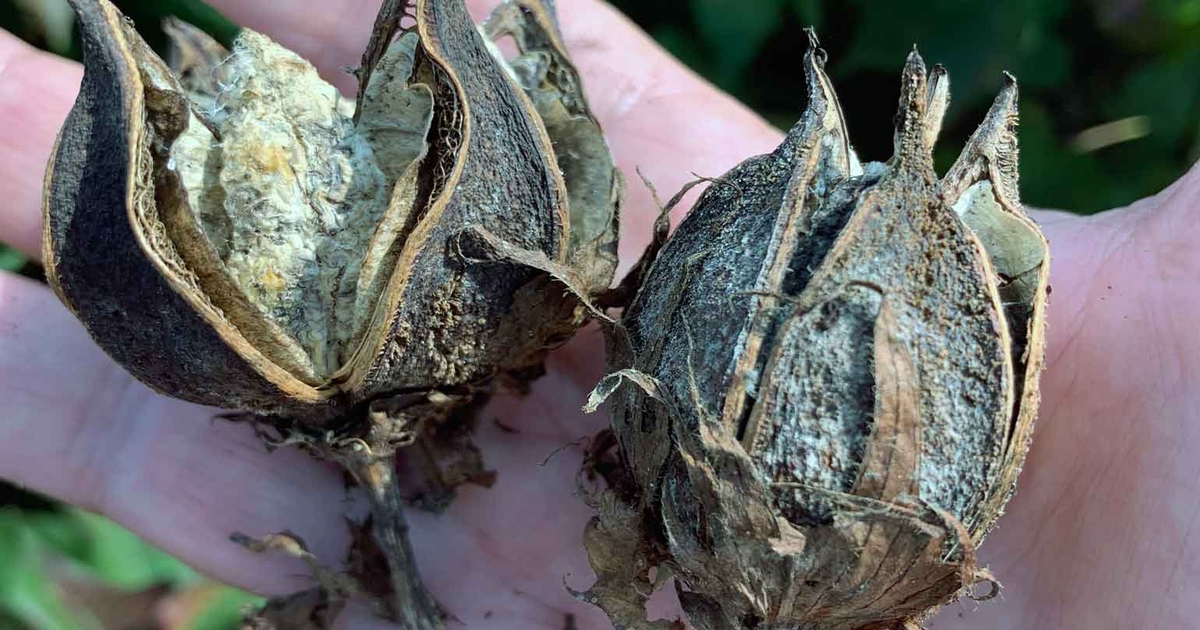 Cotton boll rot humbles me