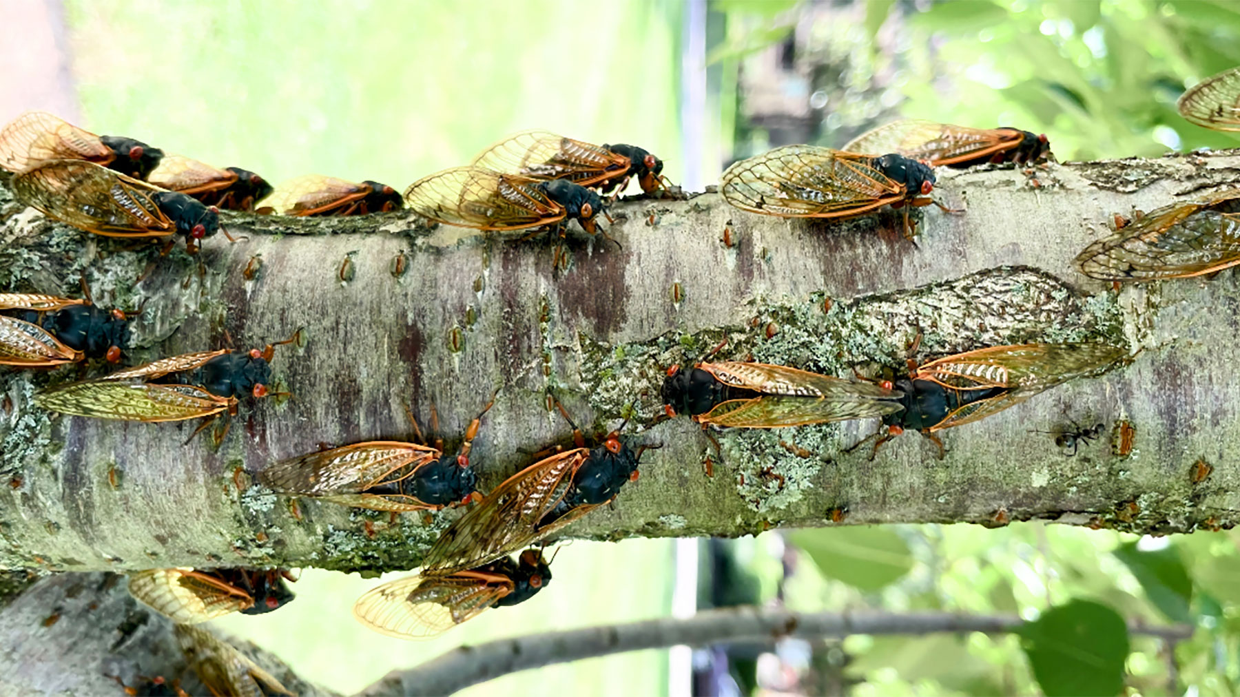 Grab an umbrella and bring on the cicadas