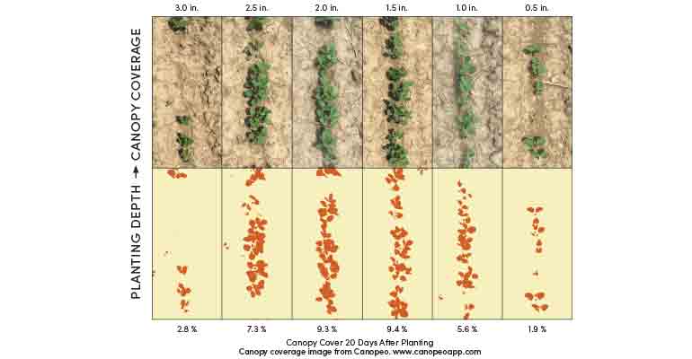 The importance of proper planting depth